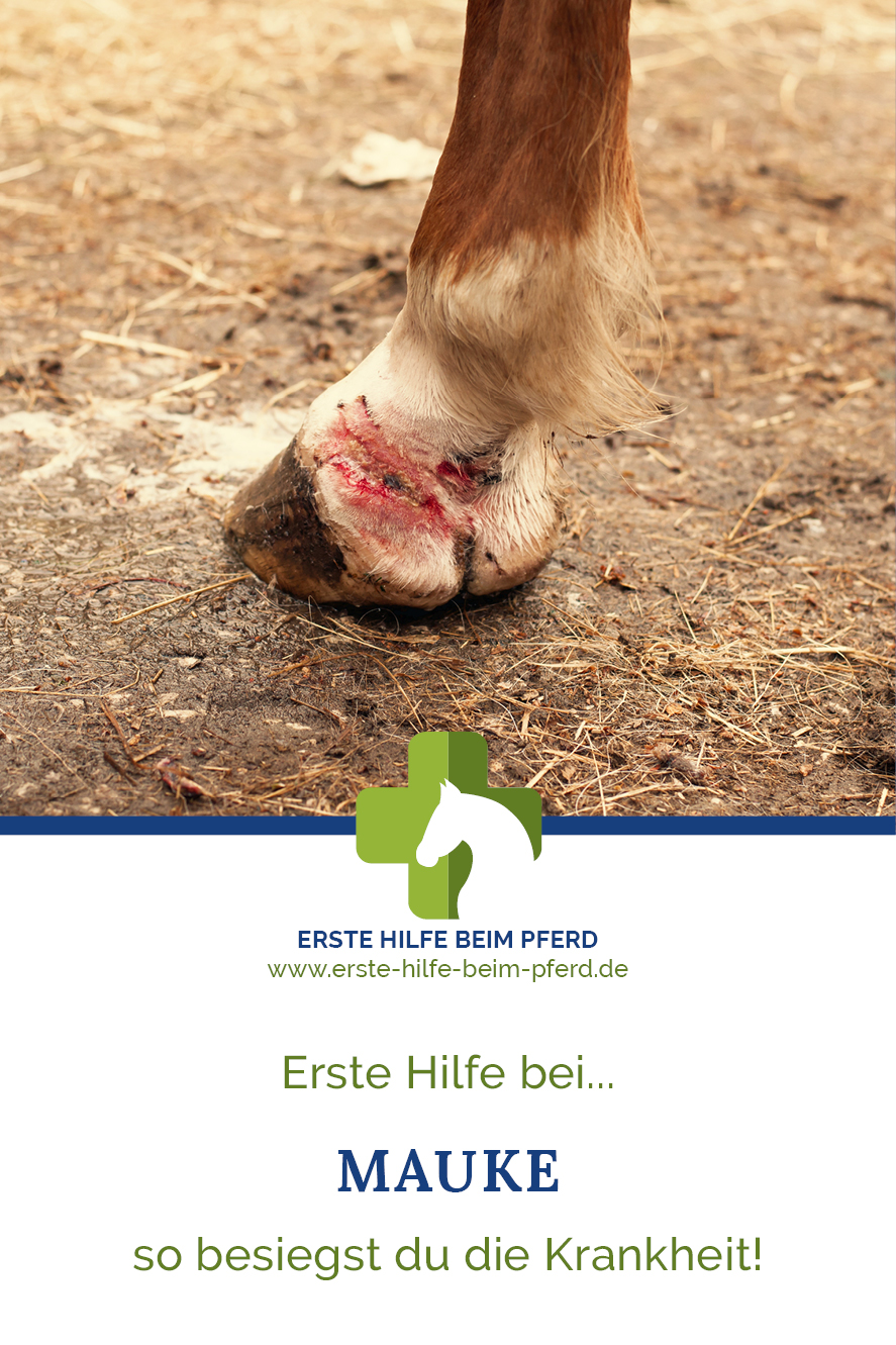Mauke beim Pferd | Die Krankheit erkennen, behandeln und vorbeugen